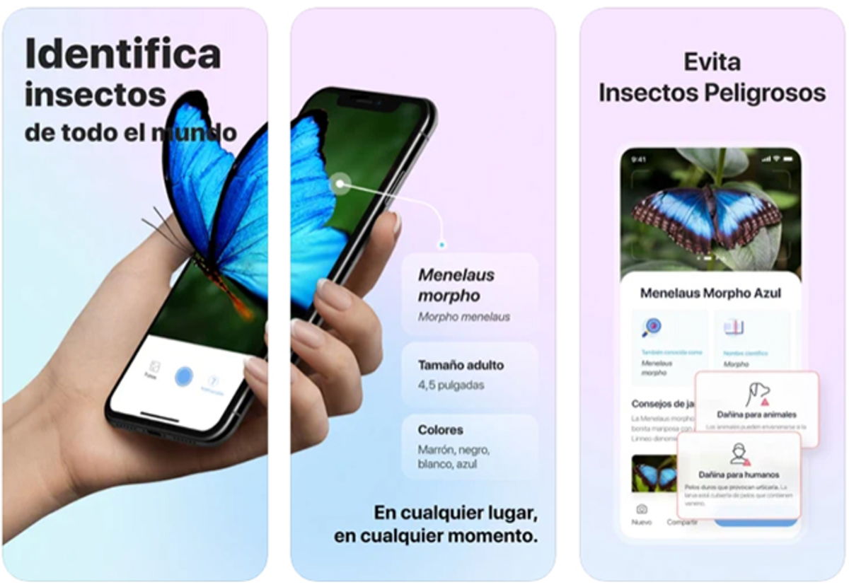 Mejores apps para identificar insectos desde iPhone