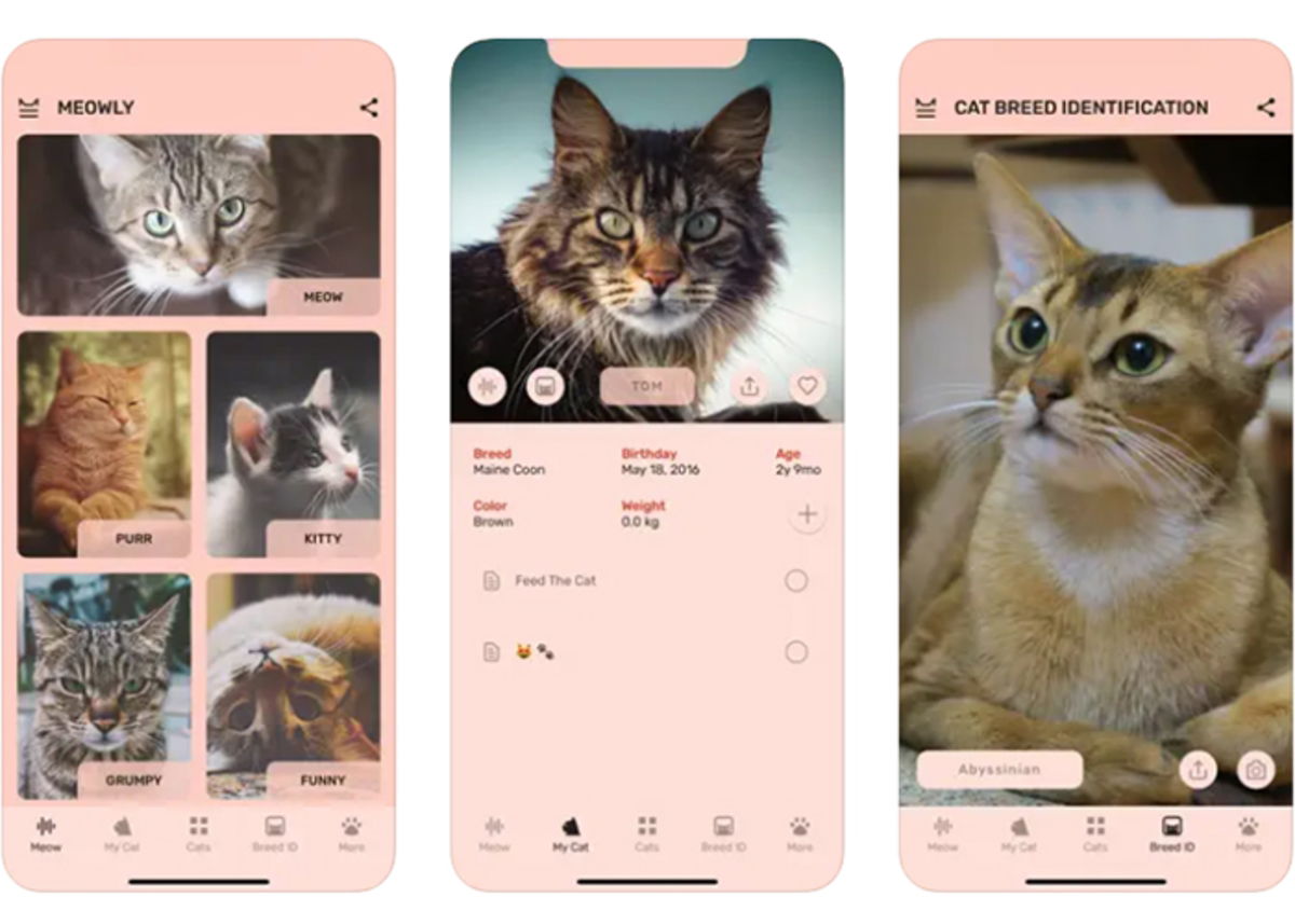 7 Cat Breed Identification Apps Available for iPhone | Gadgetonus